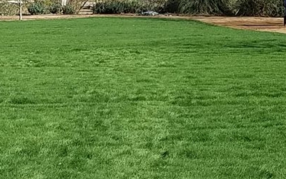 California Native Bentgrass Sod by Soils Solutions LLC in Camarillo, CA ...